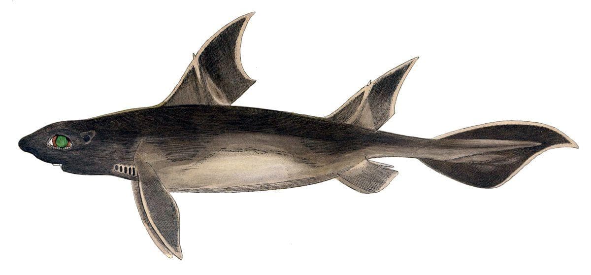 13 Rare And Endangered Sharks That Are Pretty Amazing