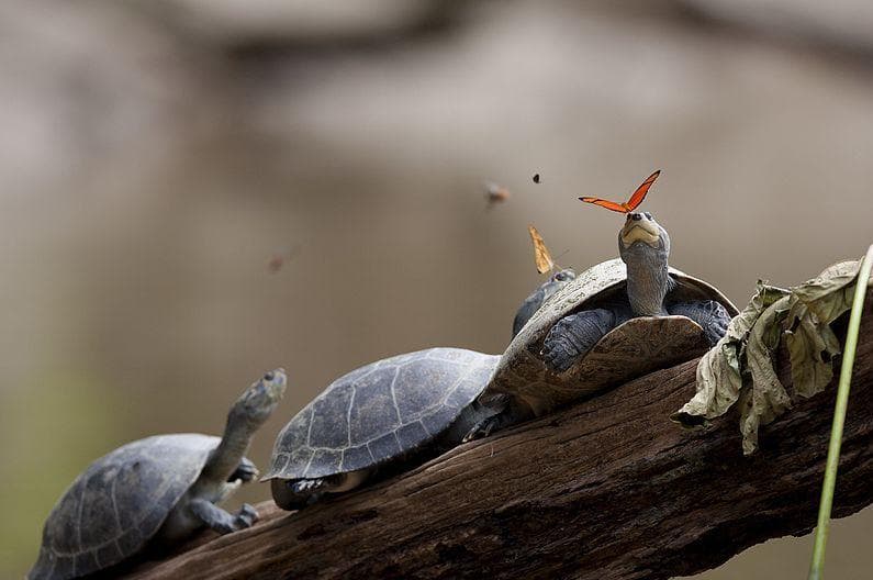 15 Crazy And Gross Ways Animals Consume Their Food