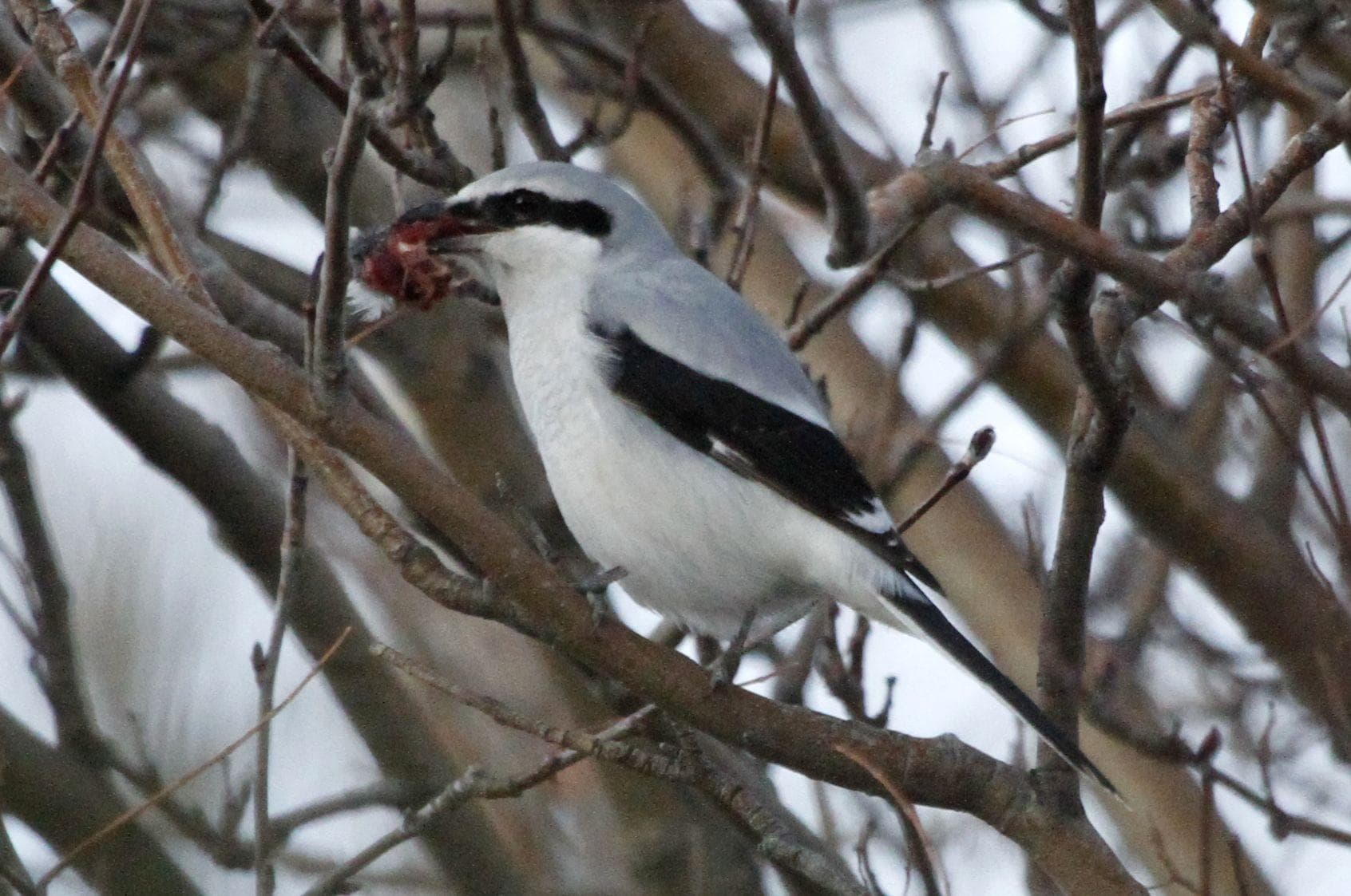 15 Crazy And Gross Ways Animals Consume Their Food