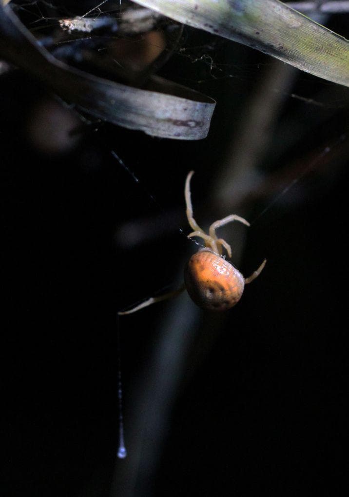 15 Crazy And Gross Ways Animals Consume Their Food