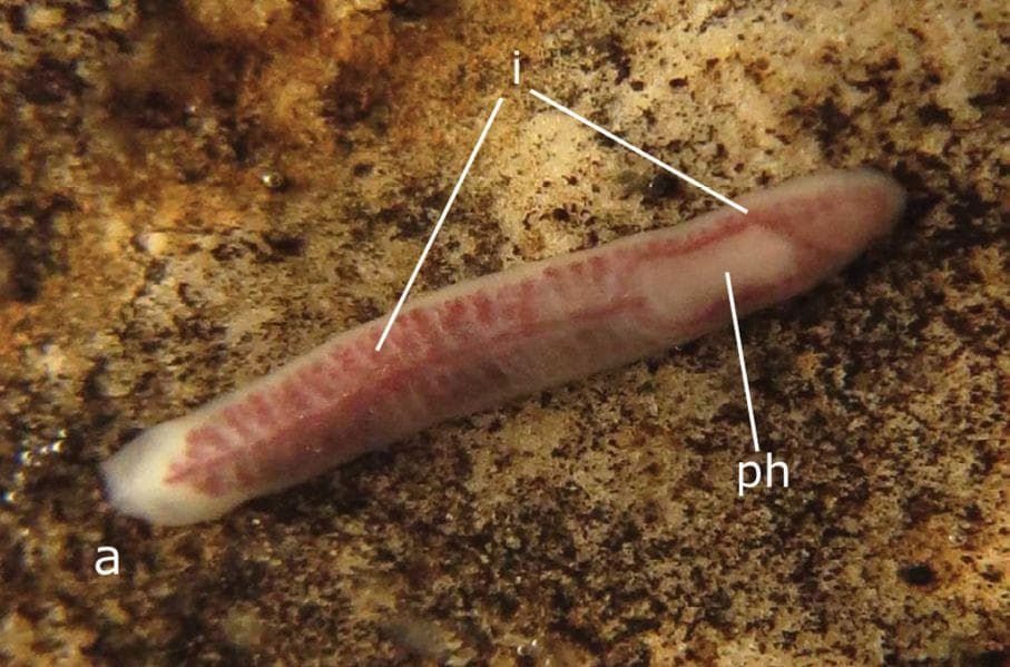 Fascinating And Kind Of Icky Adaptations Of Animals That Now Live In Caves