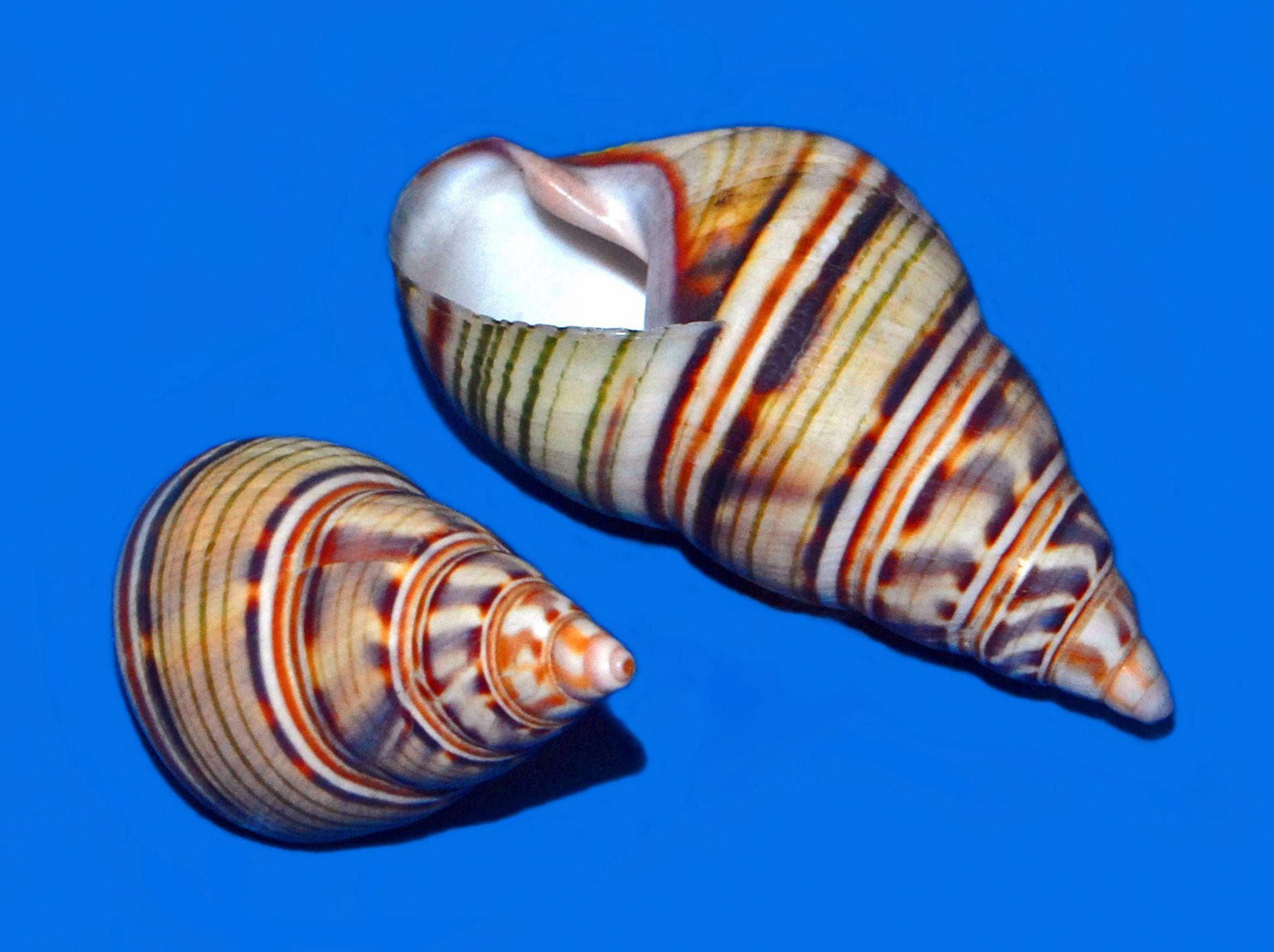 The 20 Most Beautiful Tree Snails Ever Spotted in the Wild