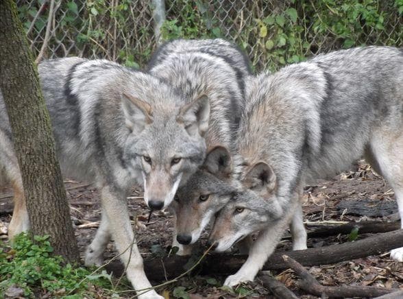 Meet The Coywolf, A New Species That’s Taking Over America