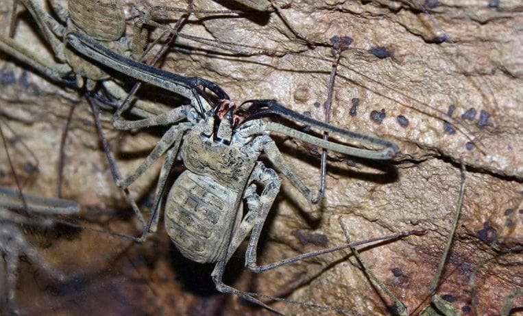 Fascinating And Kind Of Icky Adaptations Of Animals That Now Live In Caves