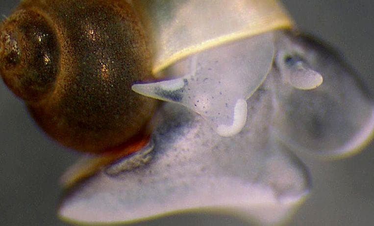 Fascinating And Kind Of Icky Adaptations Of Animals That Now Live In Caves