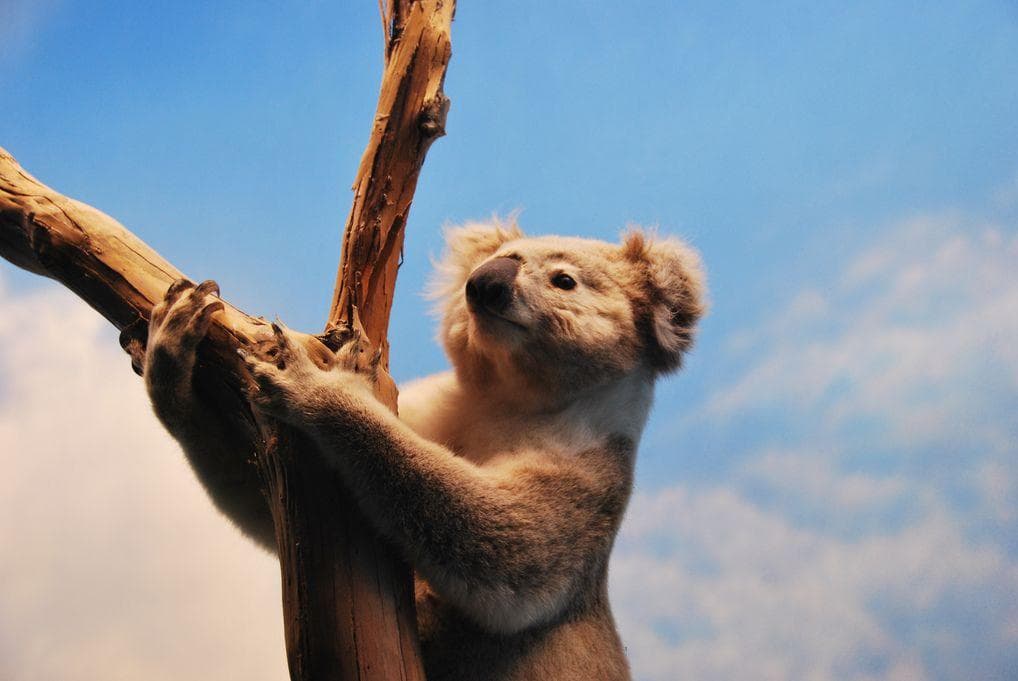 9 Terrifying Facts About Koalas - A Miserable and Hateful Animal