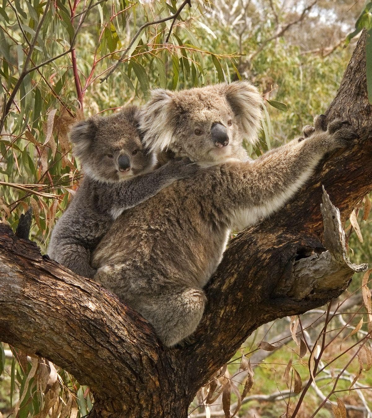 9 Terrifying Facts About Koalas - A Miserable and Hateful Animal