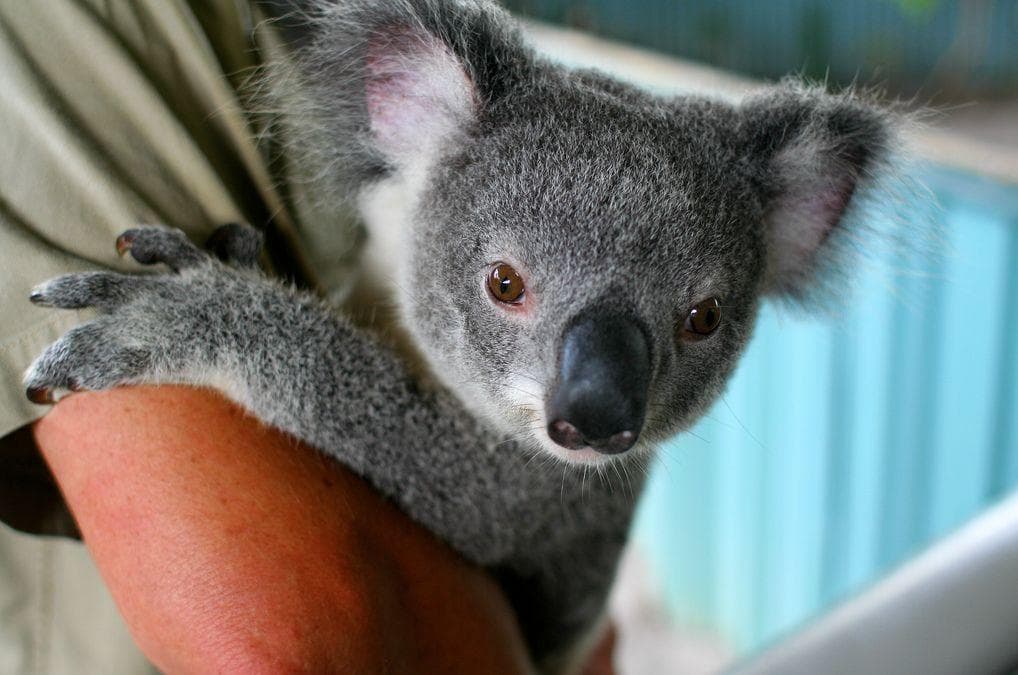 9 Terrifying Facts About Koalas - A Miserable and Hateful Animal