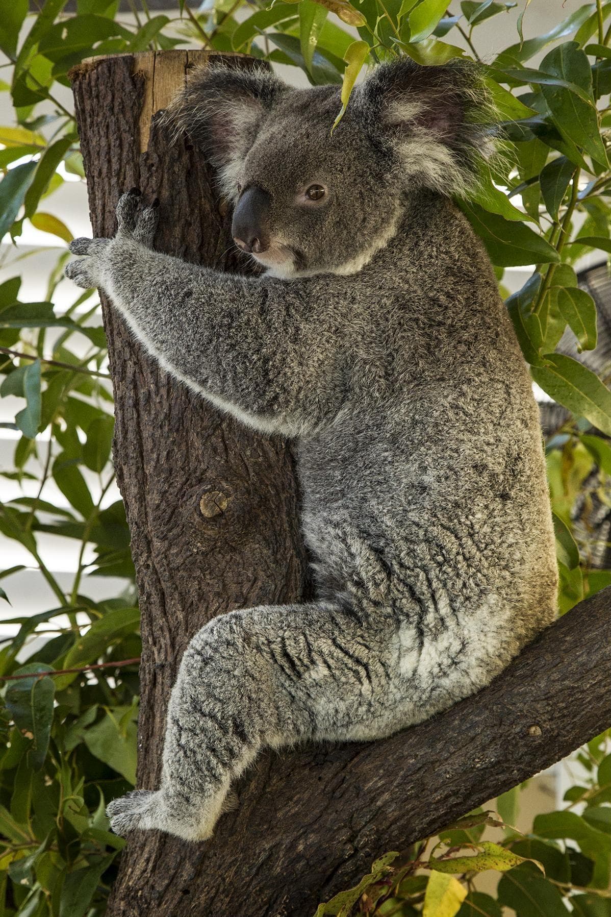 9 Terrifying Facts About Koalas - A Miserable and Hateful Animal