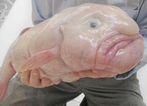 12 Facts About The Blobfish, Natures Most Depressed-Looking Animal