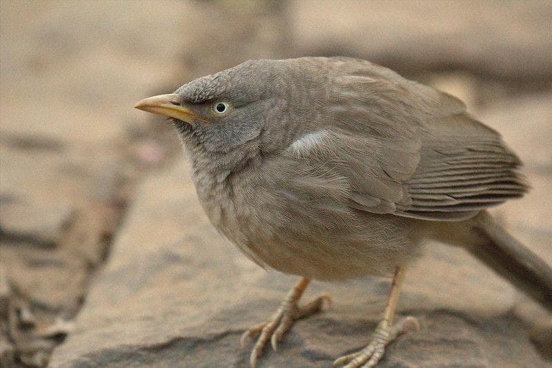 Random Angry Birds That Are Outraged By Your Existence | Best Random Tools