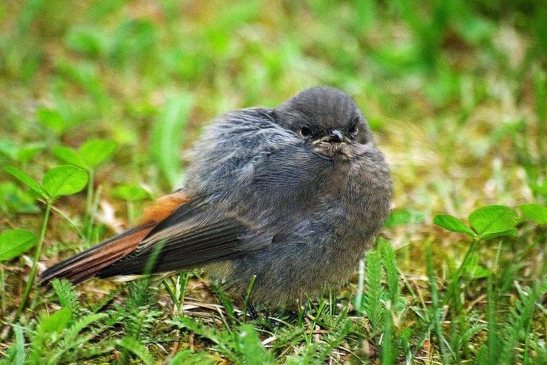 22 Real Life Angry Birds Who Look Super Pissed Off