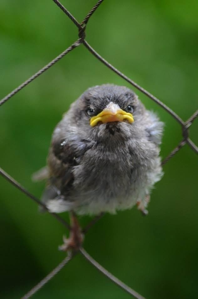 22 Real Life Angry Birds Who Look Super Pissed Off