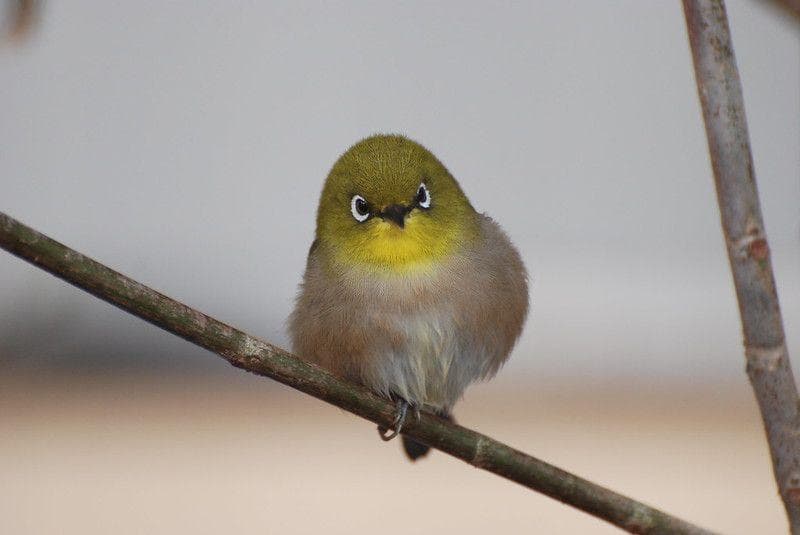 22 Real Life Angry Birds Who Look Super Pissed Off