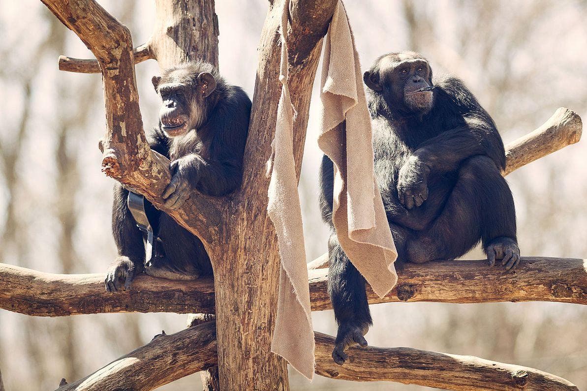 12 Ways Chimpanzees Are Just as Brutal as Humans