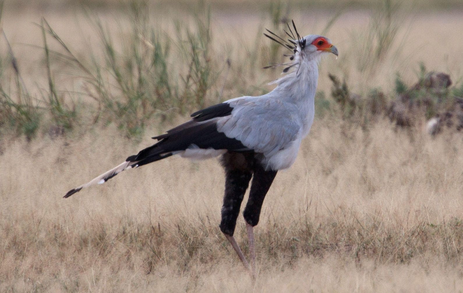 12 Awesome Facts About The Secretary Bird, A Snake-Killing Badass