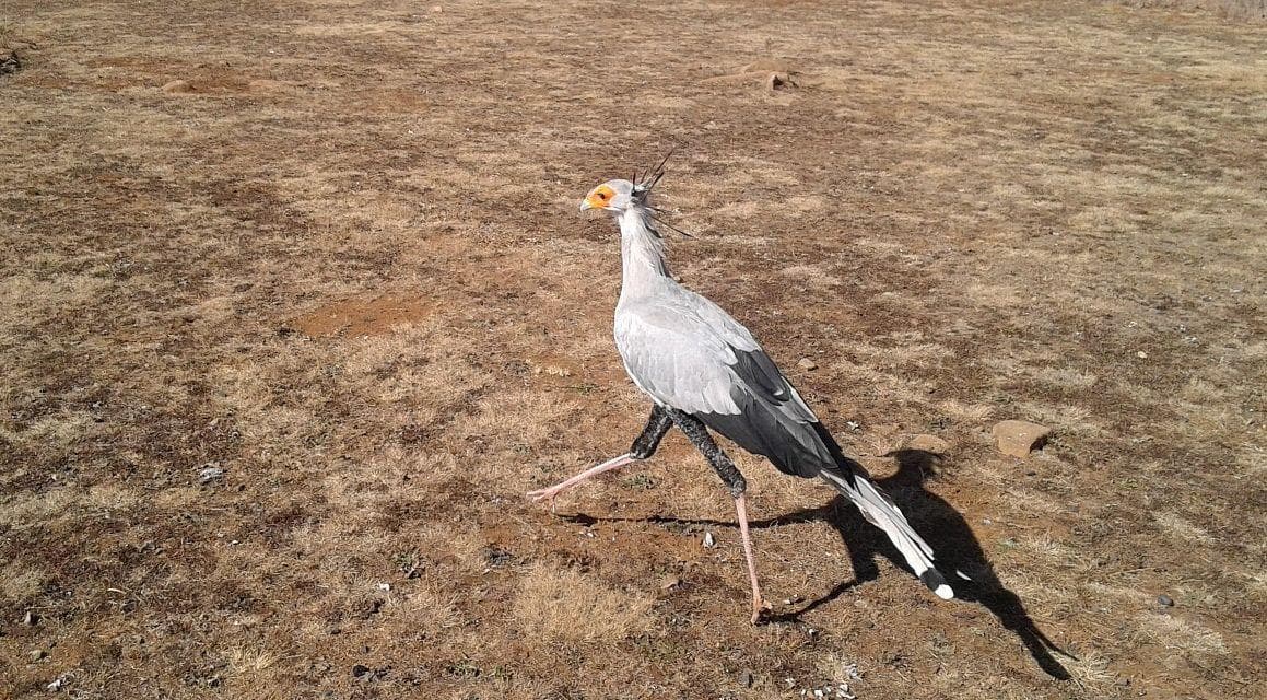 12 Awesome Facts About The Secretary Bird, A Snake-Killing Badass