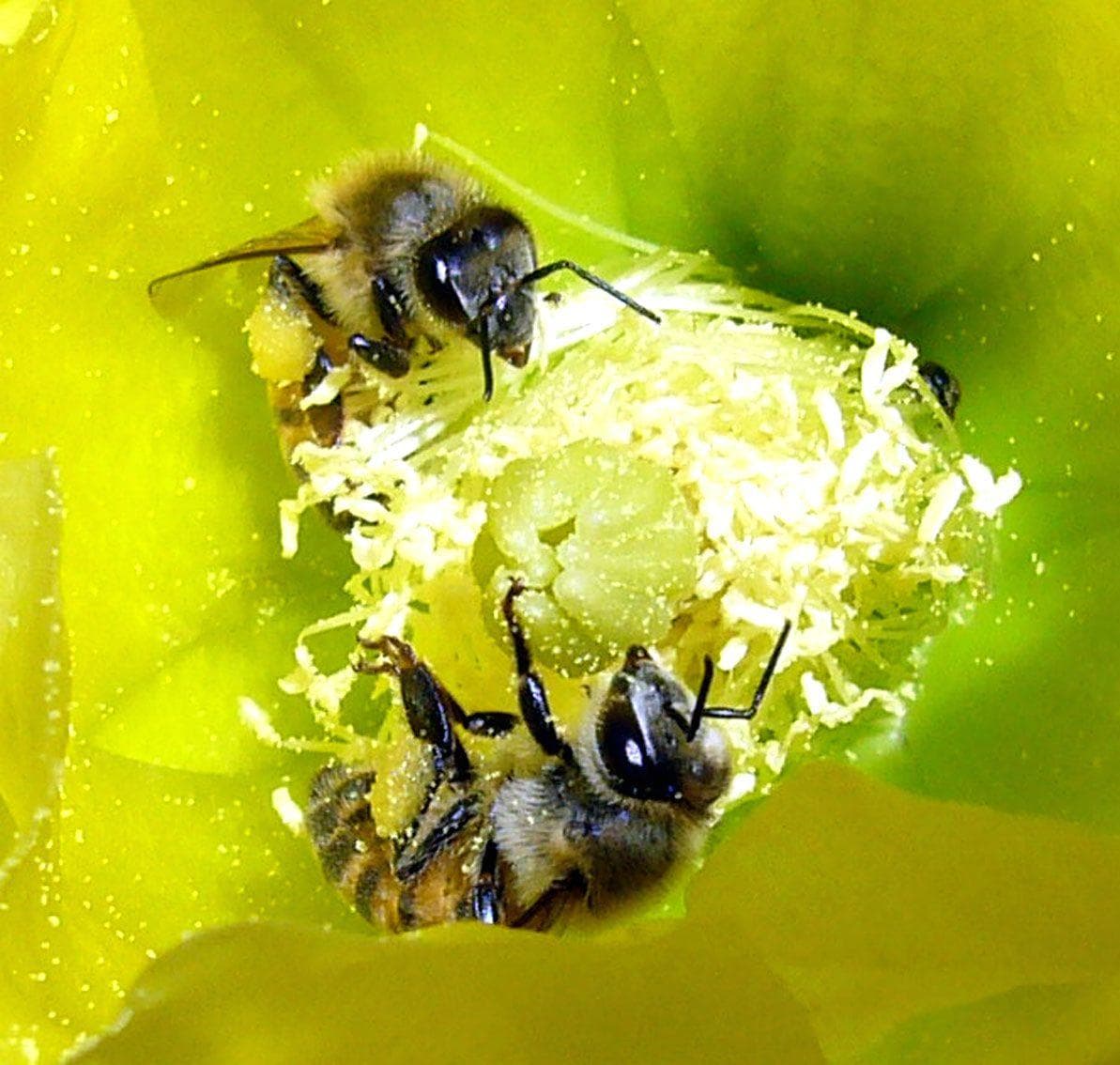 What's Really Going On With Honey Bee Extinction