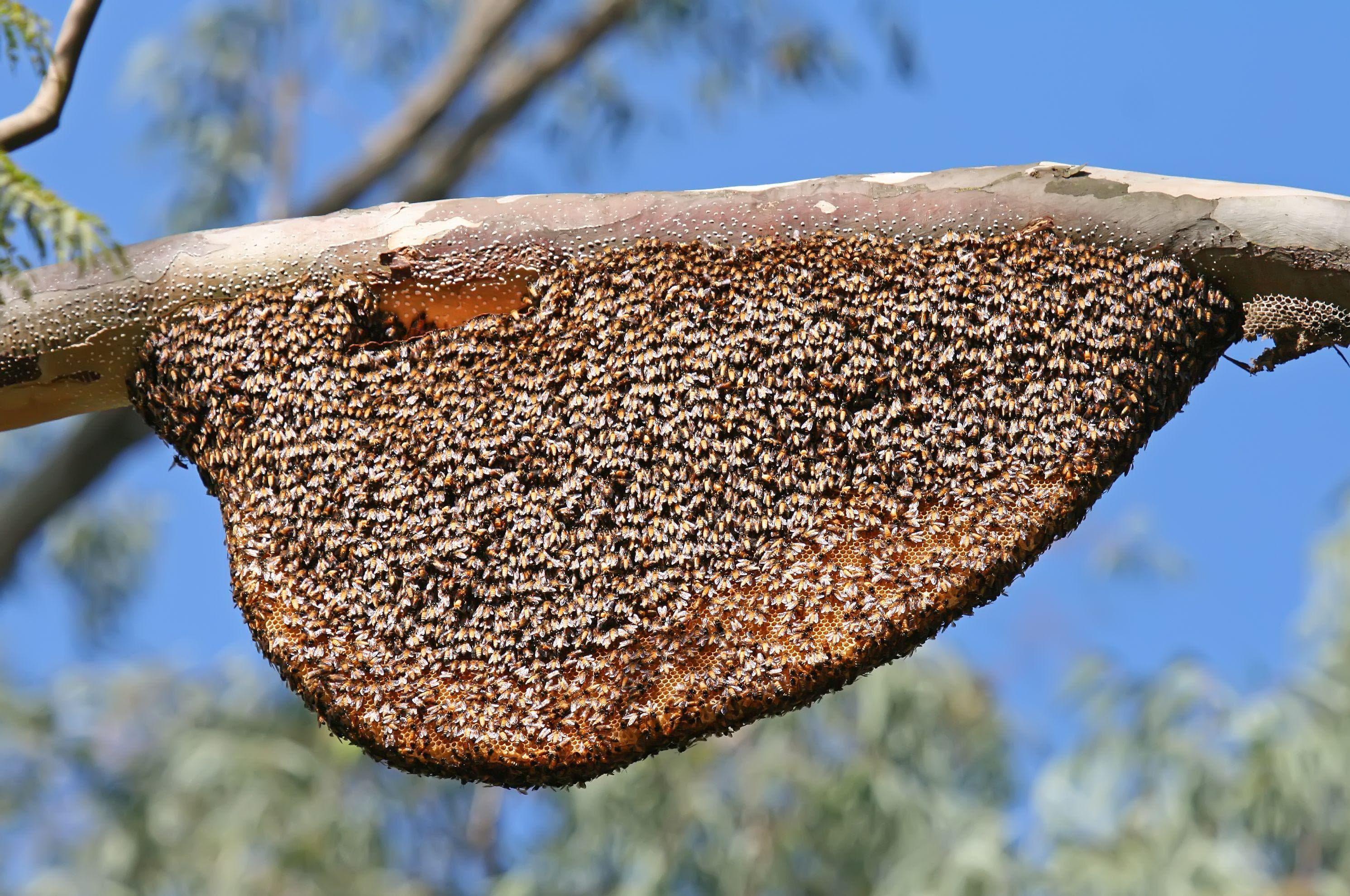 What's Really Going On With Honey Bee Extinction