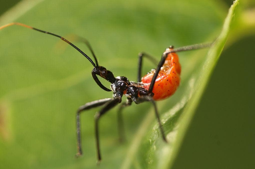 8 Incredible Facts About The Assassin Bug, An Aptly Named Insect