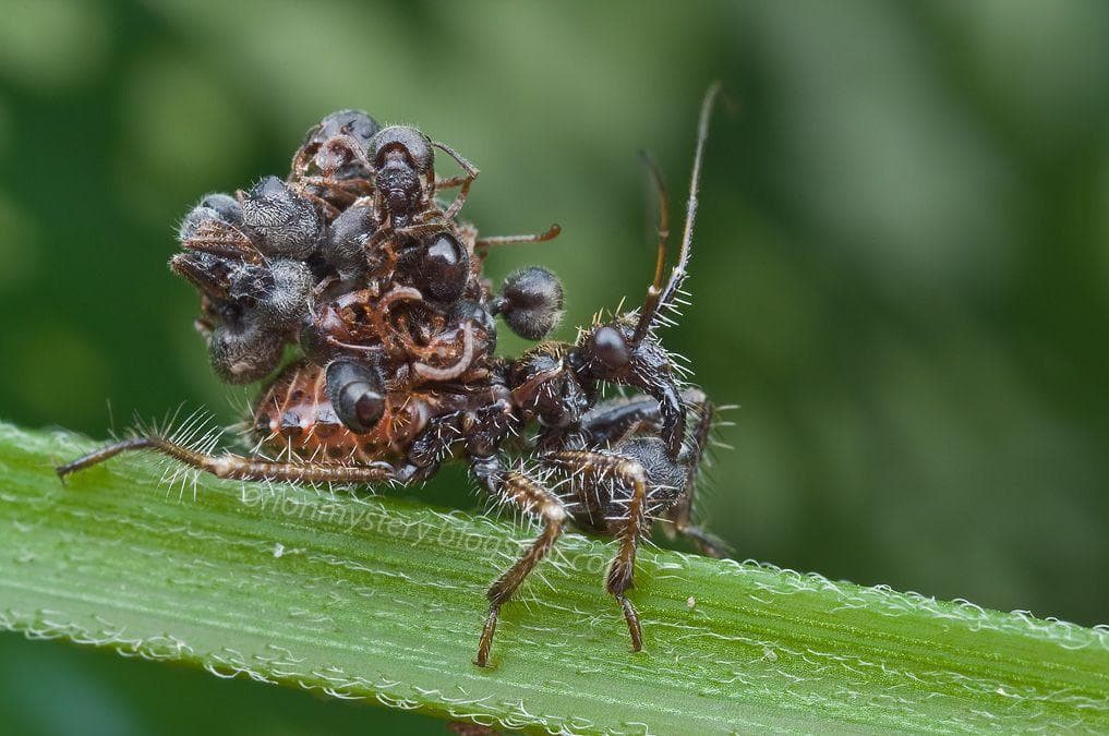 8 Incredible Facts About The Assassin Bug, An Aptly Named Insect