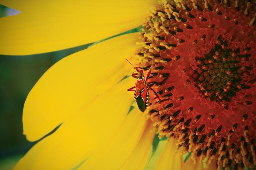 8 Incredible Facts About The Assassin Bug, An Aptly Named Insect