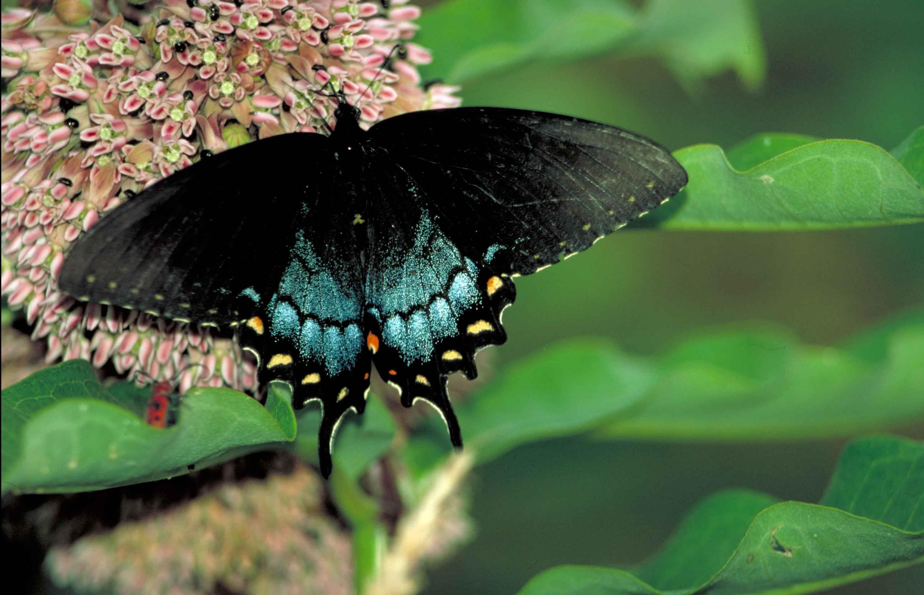The 20 Most Beautiful Butterflies In The World, Ranked