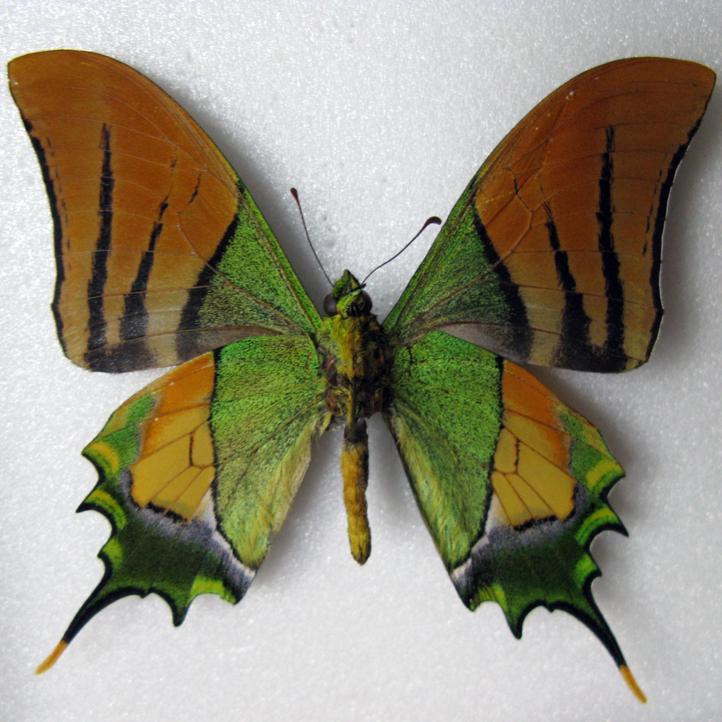 The 20 Most Beautiful Butterflies In The World, Ranked