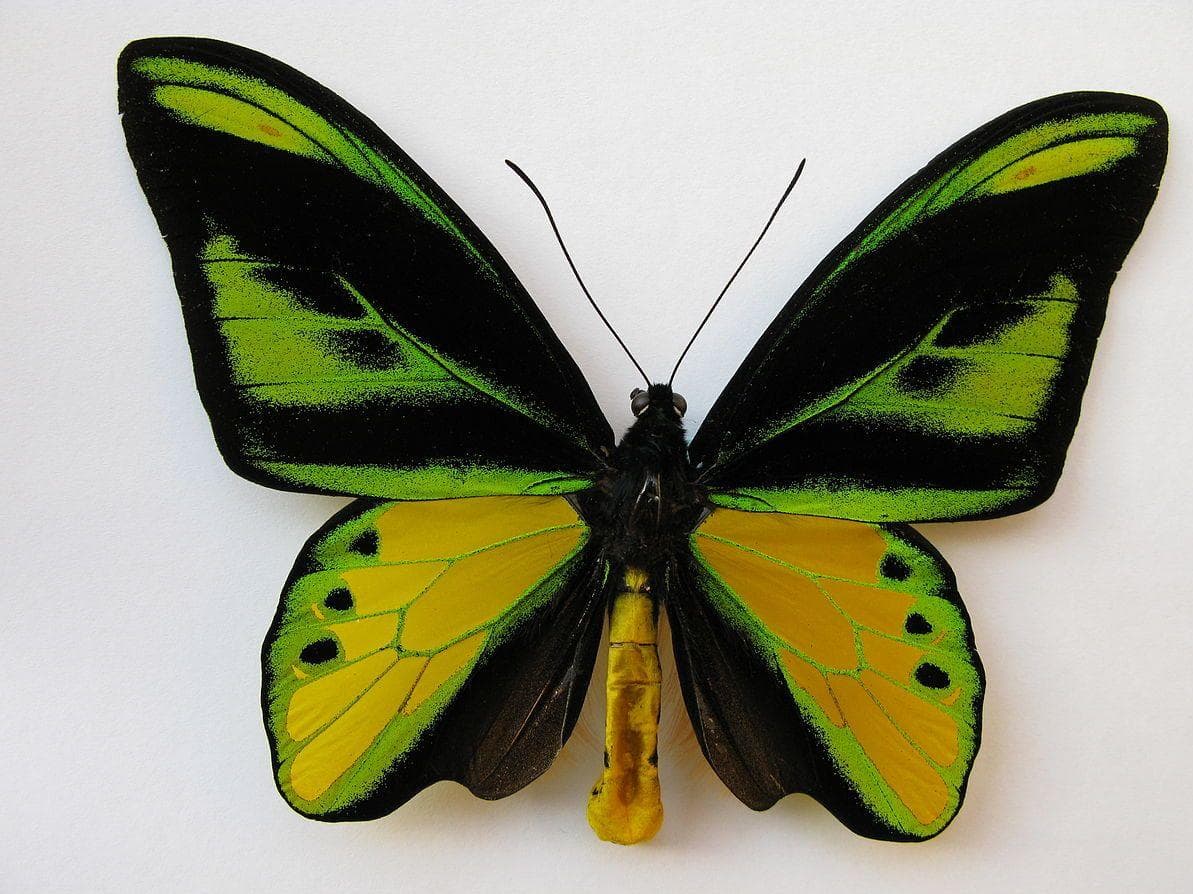 The 20 Most Beautiful Butterflies In The World, Ranked