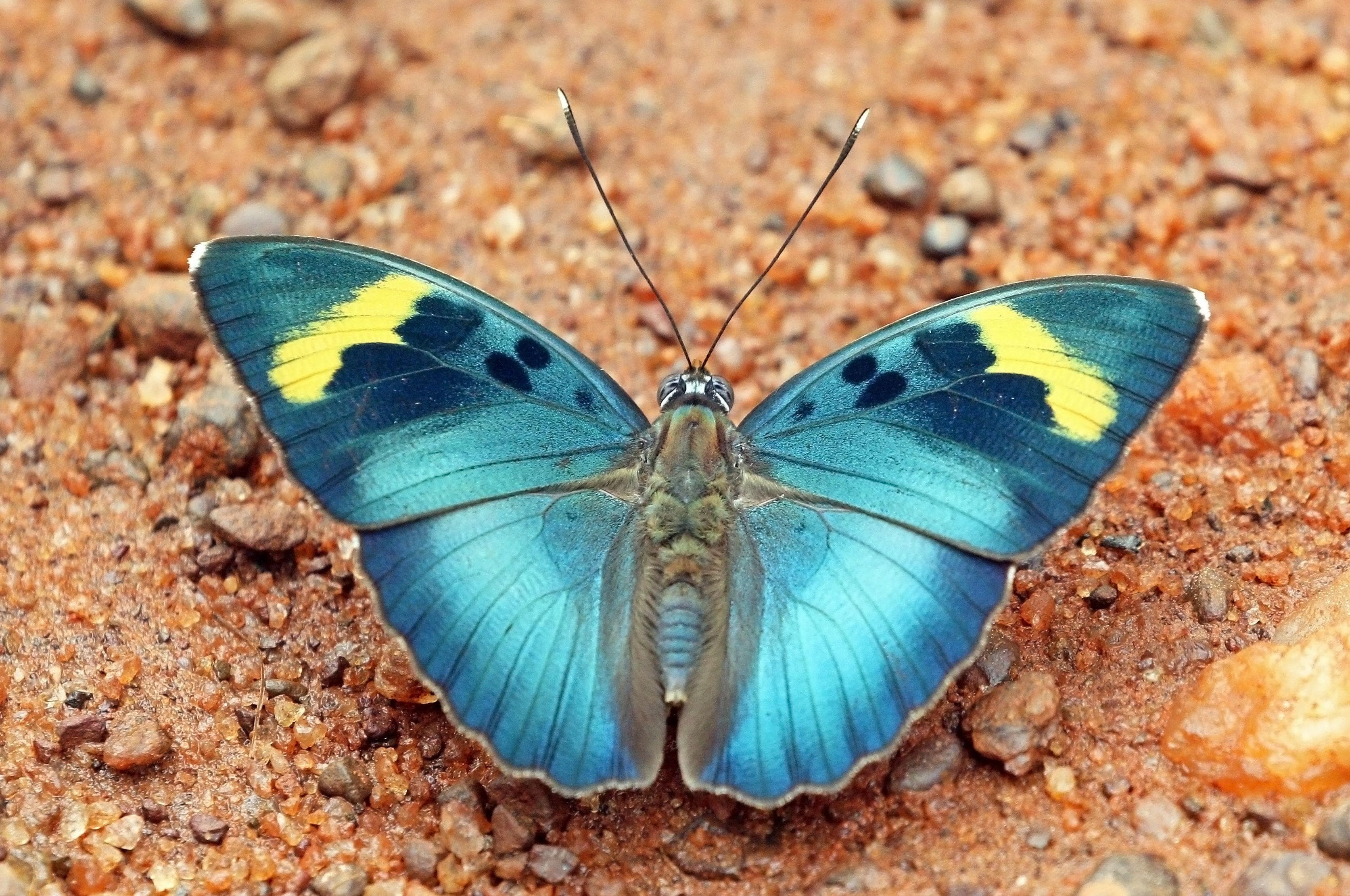 The 20 Most Beautiful Butterflies In The World, Ranked