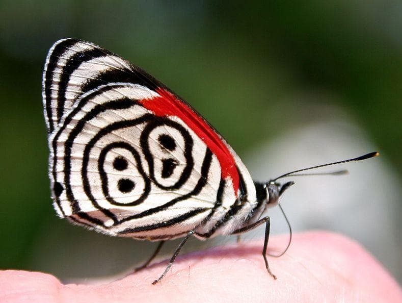 The 20 Most Beautiful Butterflies In The World, Ranked