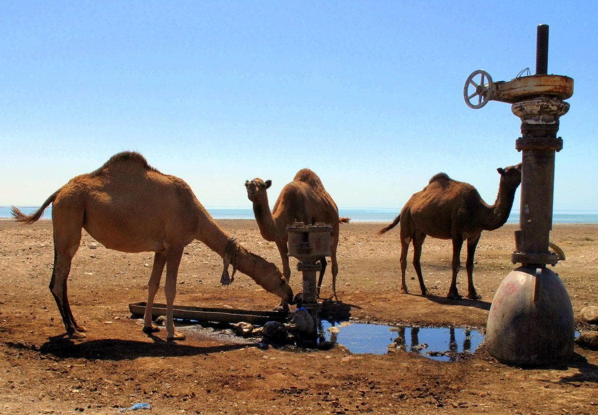 10 Fascinating Things You Never Knew About Camels