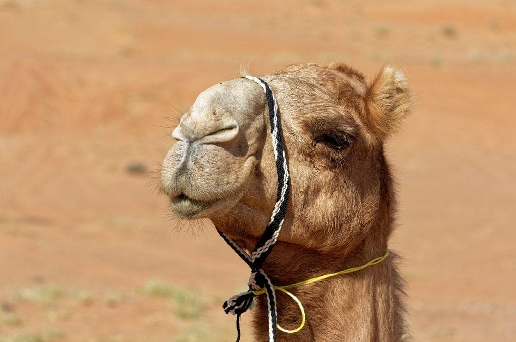 10 Fascinating Things You Never Knew About Camels