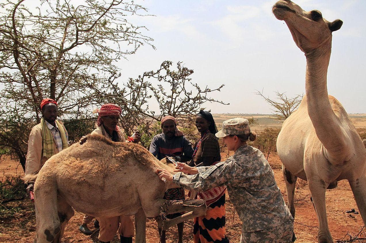 10 Fascinating Things You Never Knew About Camels