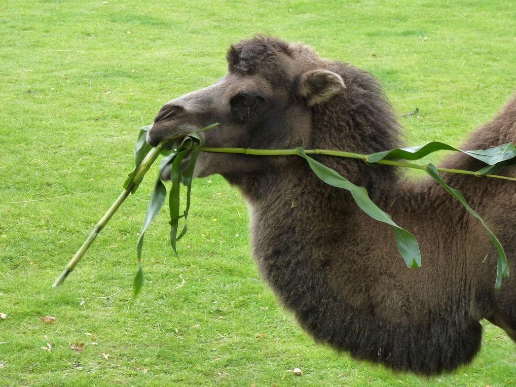 10 Fascinating Things You Never Knew About Camels