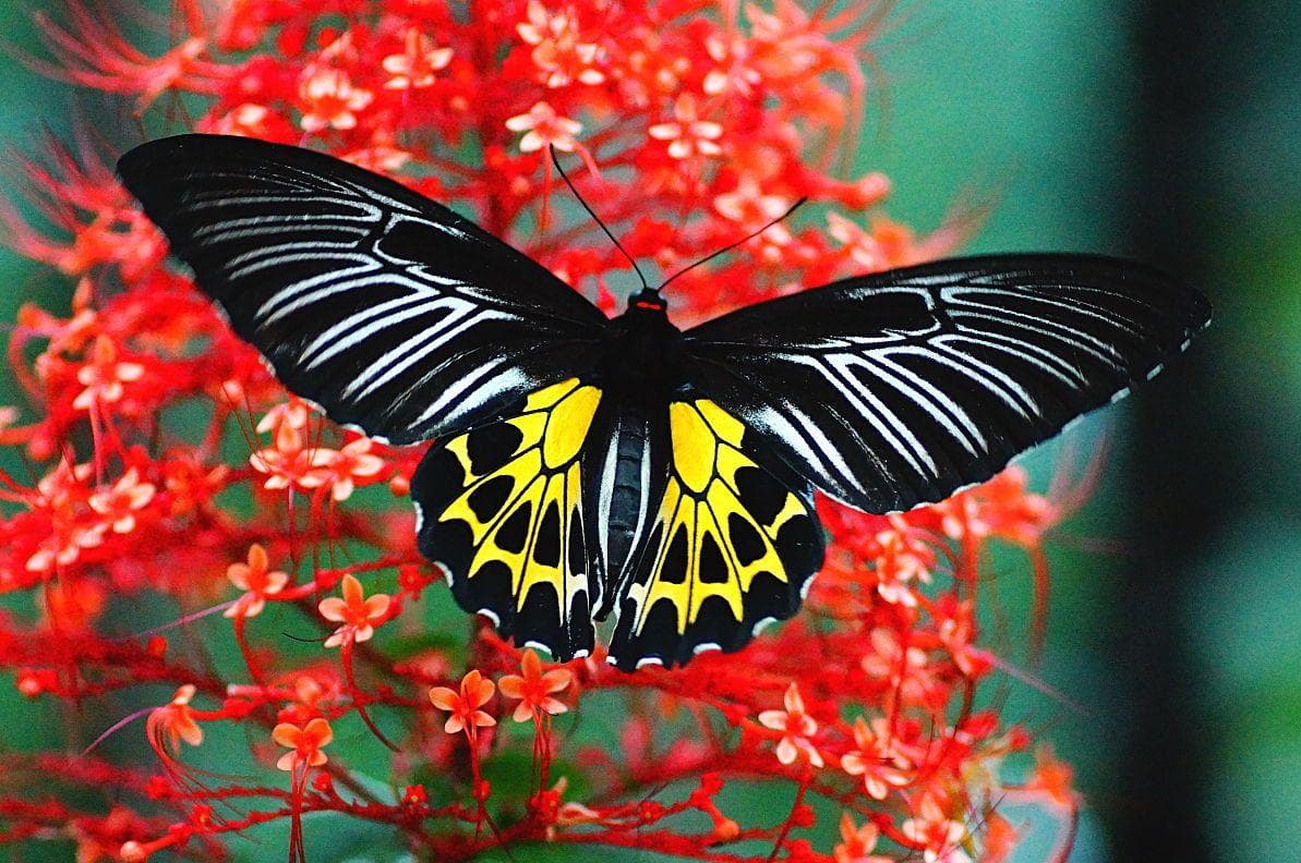 The 20 Most Beautiful Butterflies In The World, Ranked