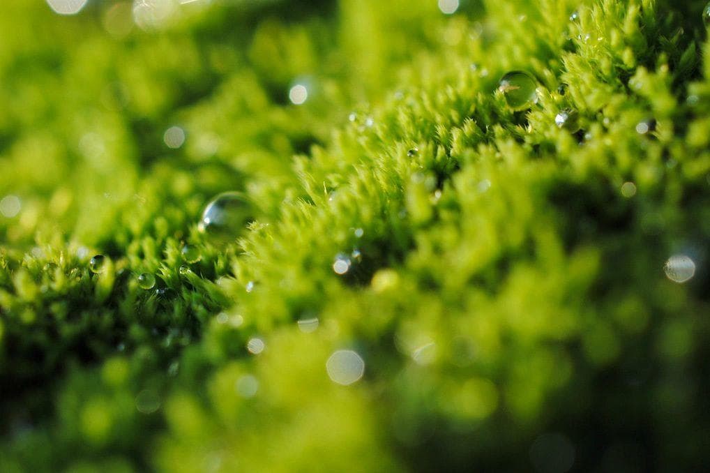 13 Facts About Moss That Are Actually Really Interesting