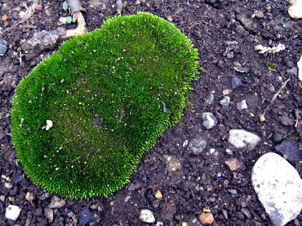 13 Facts About Moss That Are Actually Really Interesting