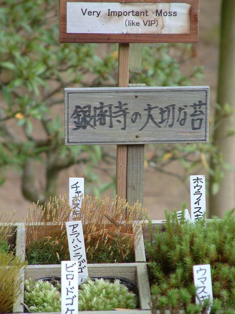 13 Facts About Moss That Are Actually Really Interesting