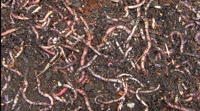 11 Super Interesting Facts About Earthworms