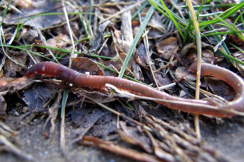 11 Super Interesting Facts About Earthworms