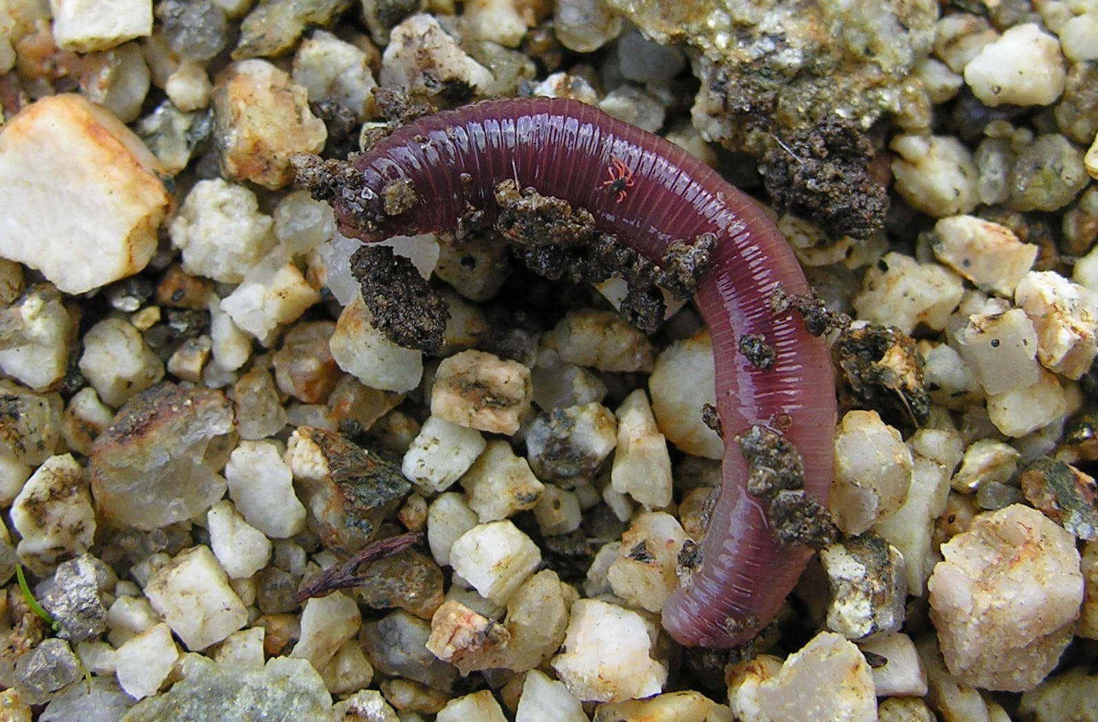 11 Super Interesting Facts About Earthworms