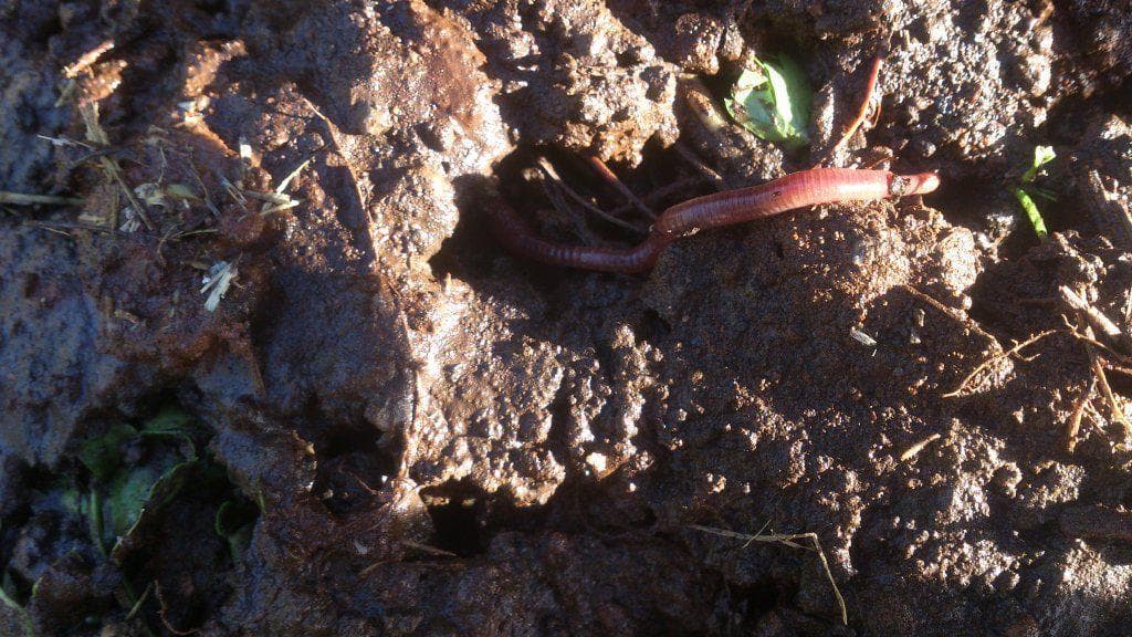 11 Super Interesting Facts About Earthworms