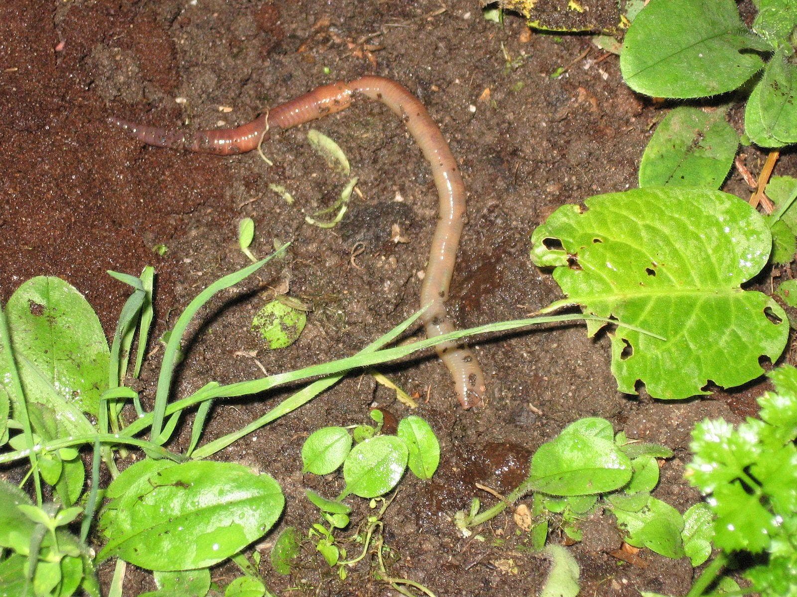 11 Super Interesting Facts About Earthworms