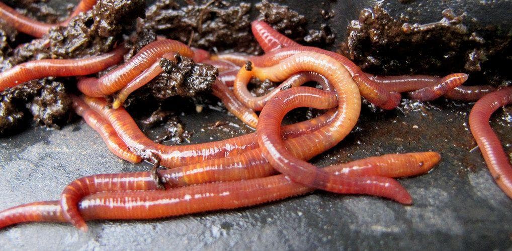 11 Super Interesting Facts About Earthworms