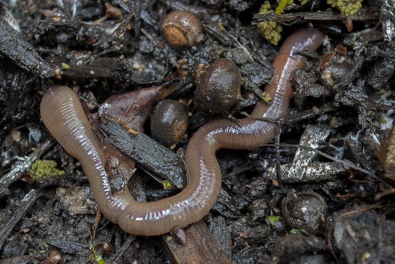 11 Super Interesting Facts About Earthworms