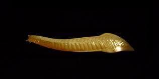 11 Horrifying Creatures That Existed Before The Cambrian Explosion