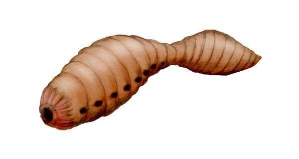 11 Horrifying Creatures That Existed Before The Cambrian Explosion