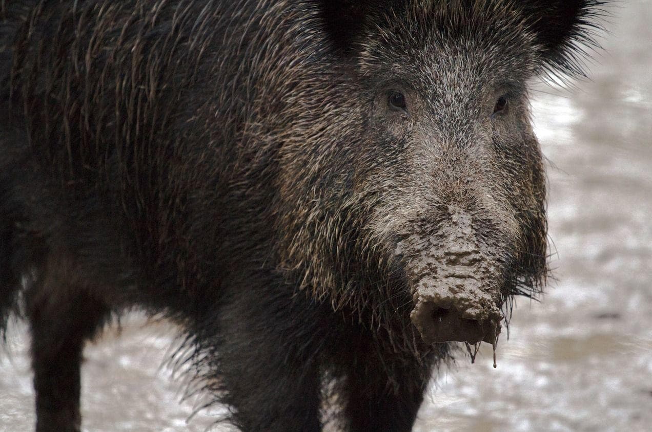 Animals That Live In Radioactive Fukushima