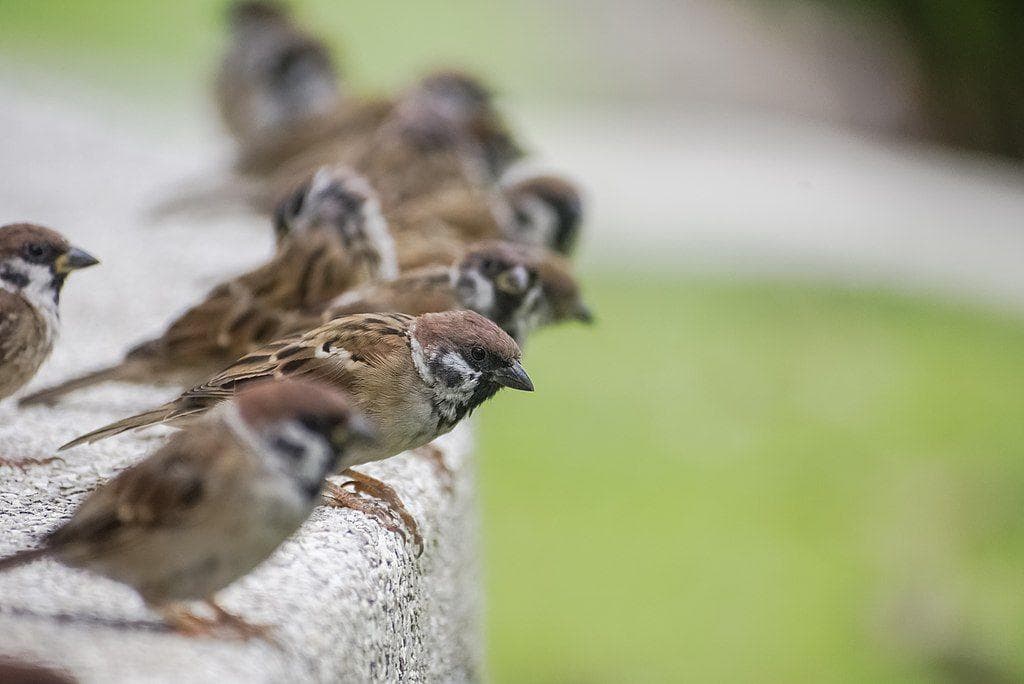 Animals That Live In Radioactive Fukushima